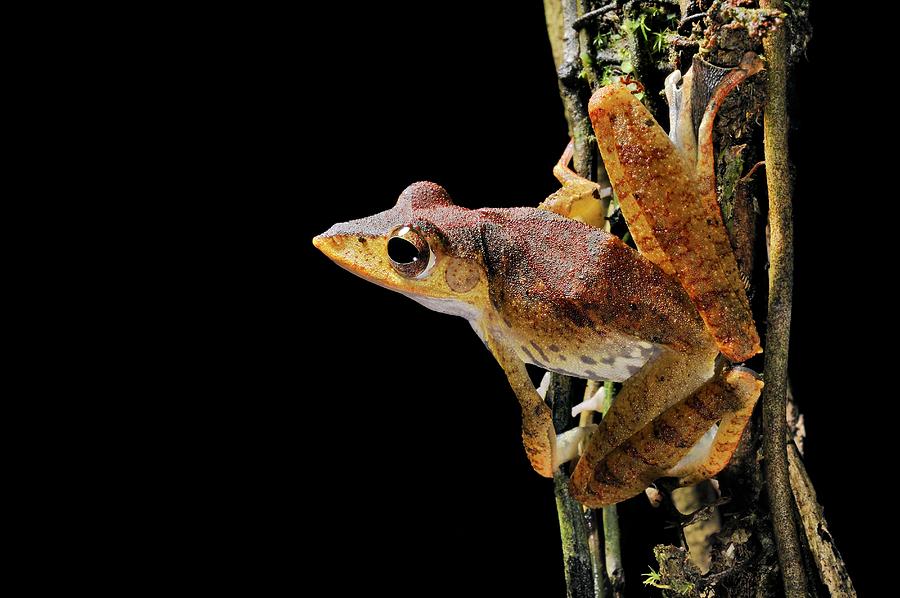 Tree Frog by Science Photo Library