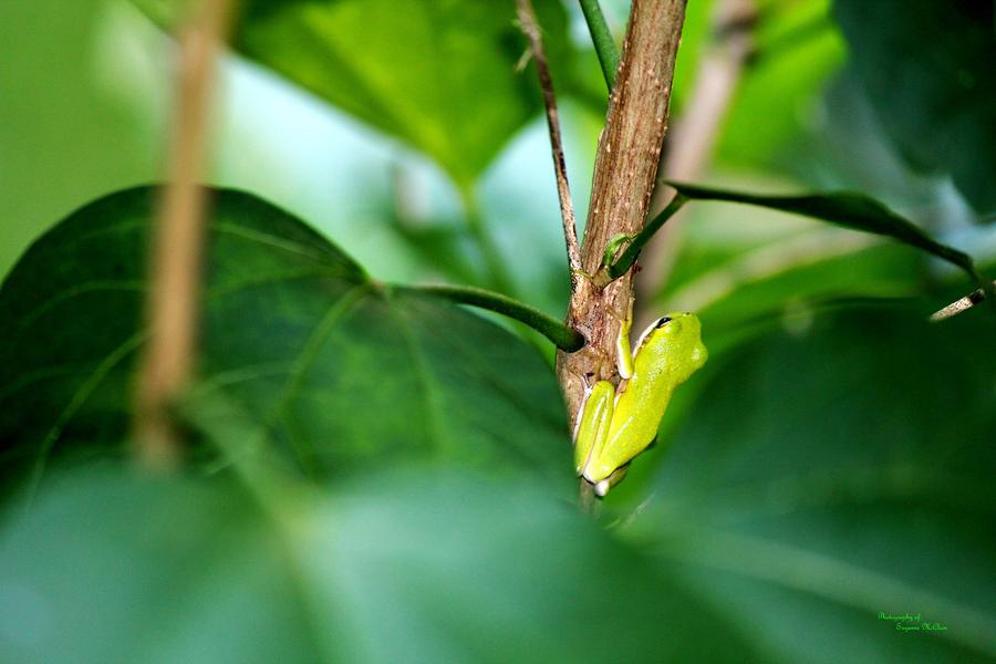 Tree Frog Digital Art by Suzanne McClain - Fine Art America