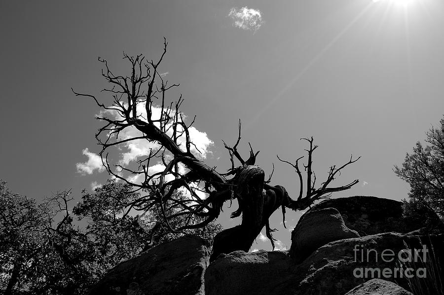 Tree Goddess Photograph by Chad Bennett