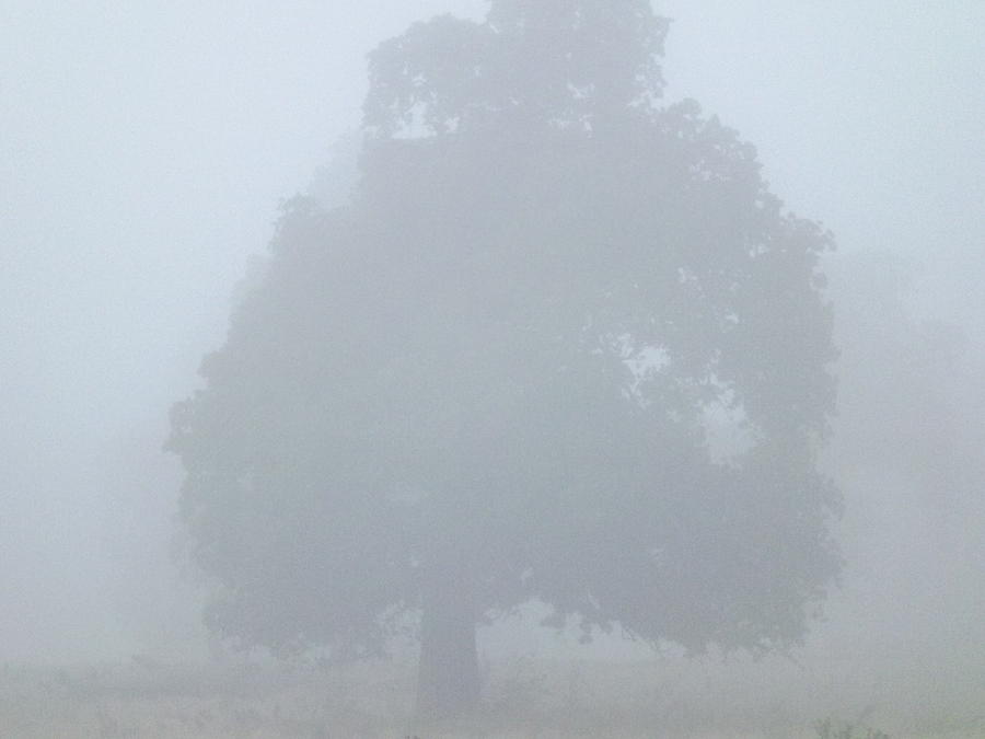 Tree in Fog Photograph by Shannon Bever - Fine Art America