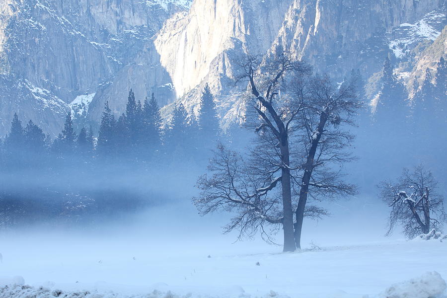 Tree in haze Photograph by Max Chen - Fine Art America