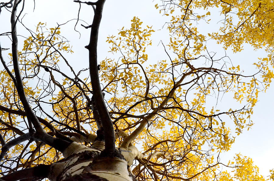 Tree Photograph by Jennifer Feehan - Fine Art America