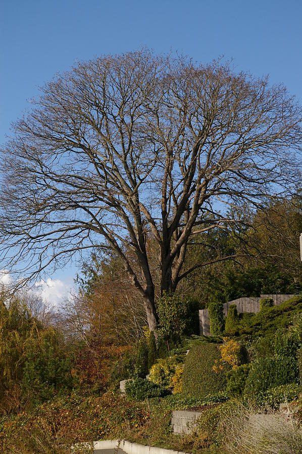 Tree Photograph by Julie McCarty - Fine Art America