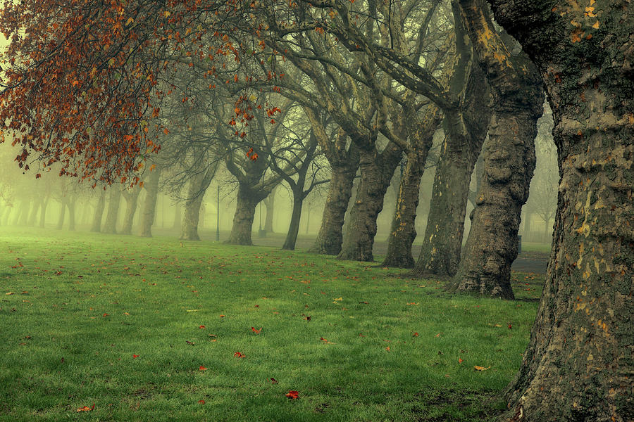 Tree Line Photograph by Ray Wise