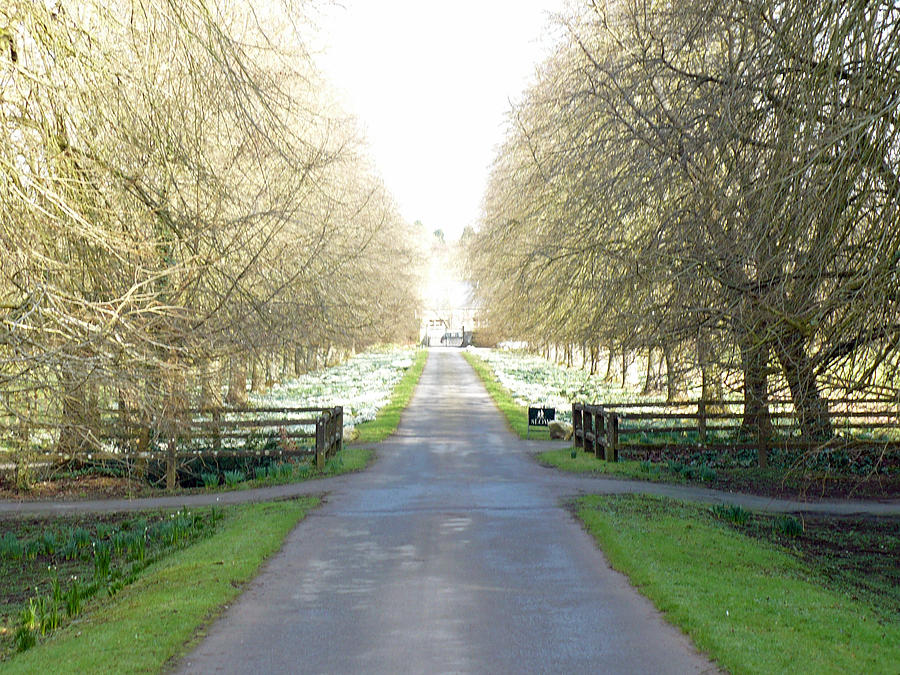 Tree-Lined Path Photograph by Bob Dashman - Fine Art America