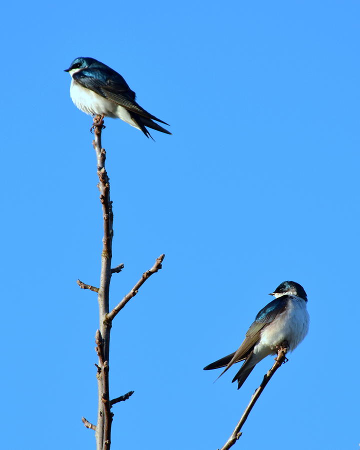 Tree Martin Pair Photograph by Rob Graff - Fine Art America