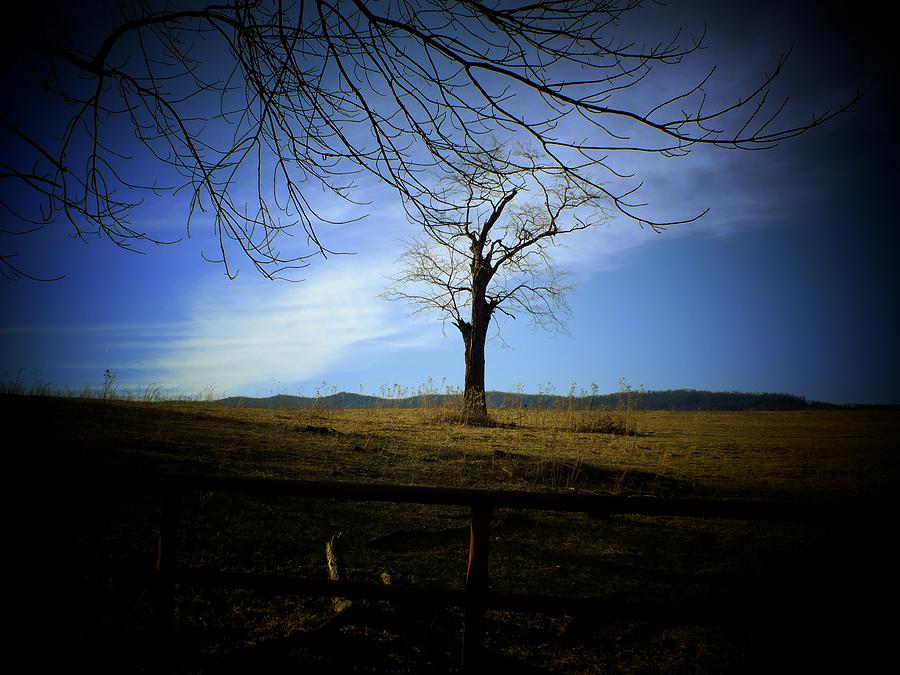Tree Photograph by Michael L Kimble - Fine Art America