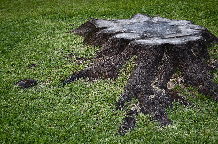 tree No more Photograph by Tim Thoms - Fine Art America