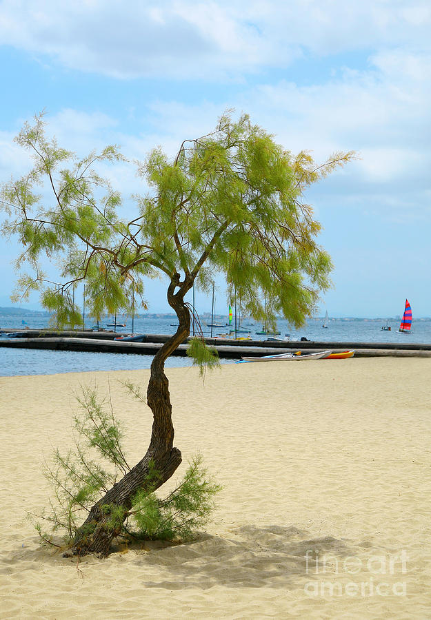 Tree On A Beach Photograph by Susan Wall - Fine Art America
