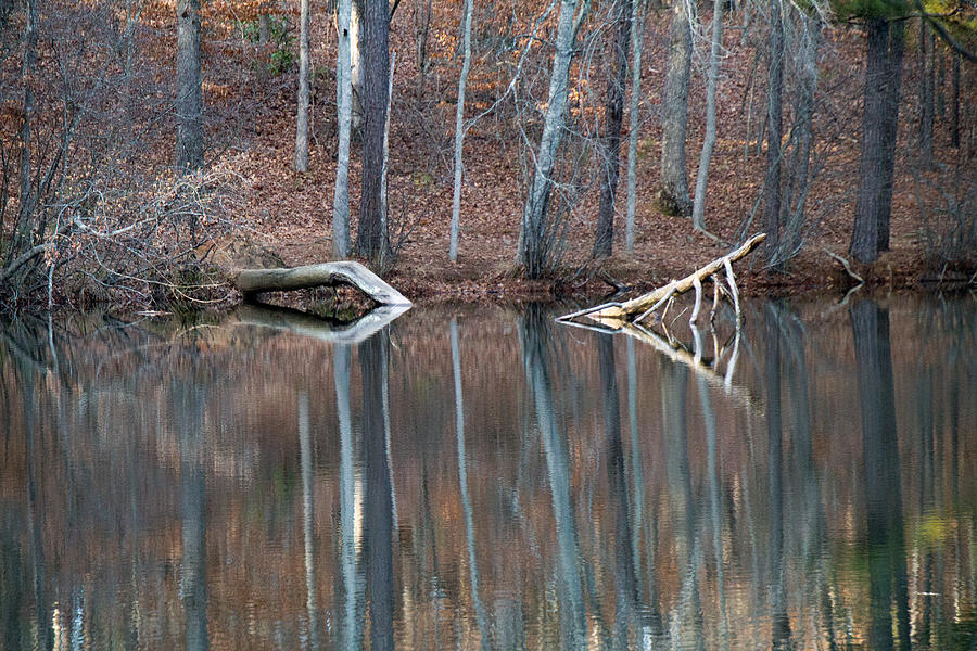 Tree Reflection Photograph by David Campbell - Pixels