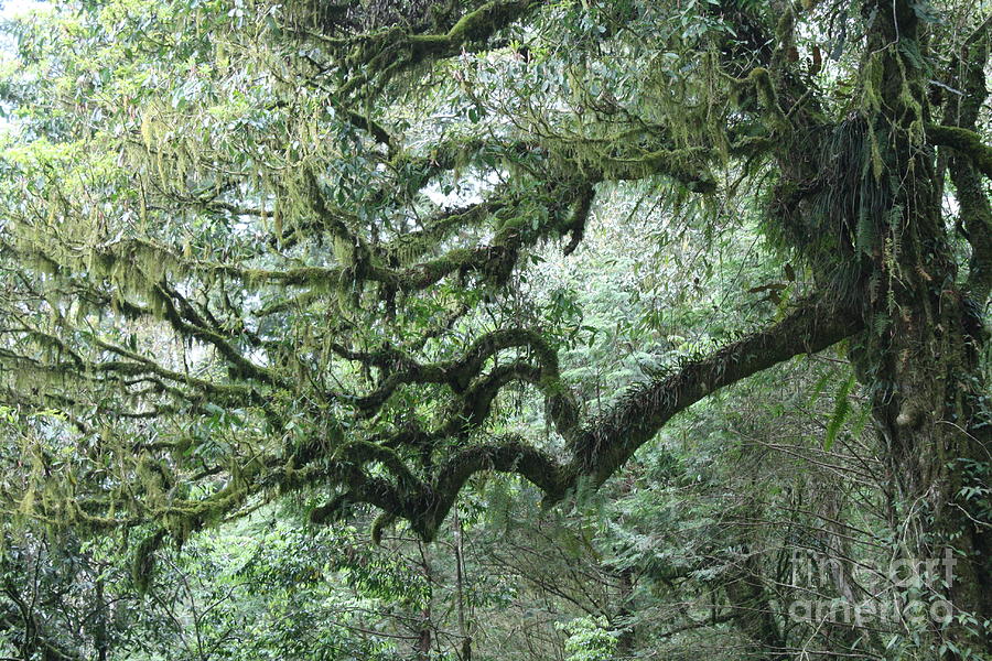 Tree Repeat Digital Art by Maxine Bochnia - Fine Art America