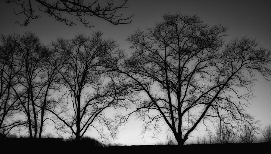 Tree Skeletons Photograph by Michael Mounts - Pixels