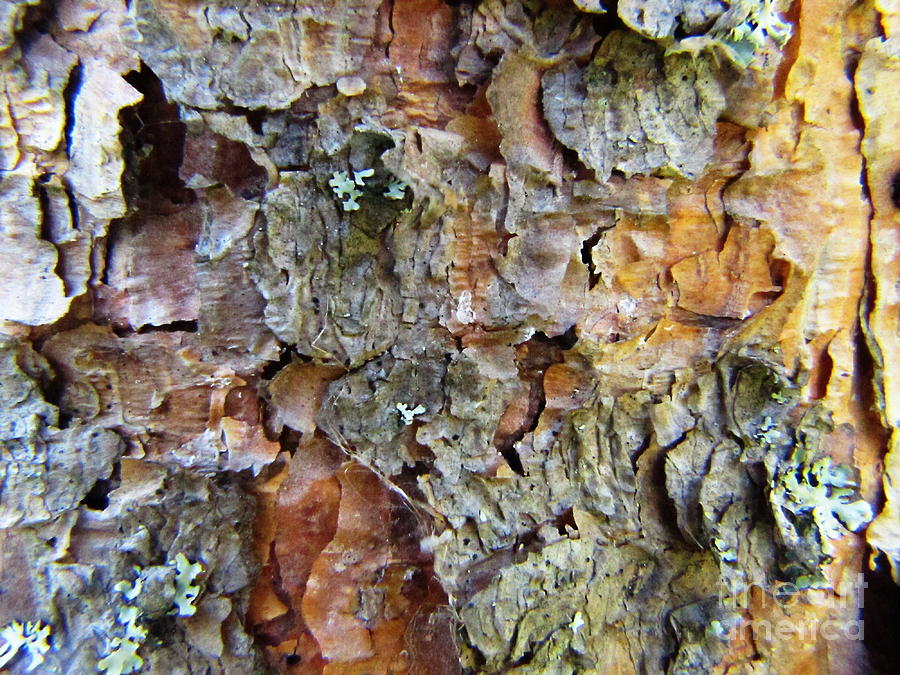 Tree Skin Photograph by Yury Bashkin - Pixels