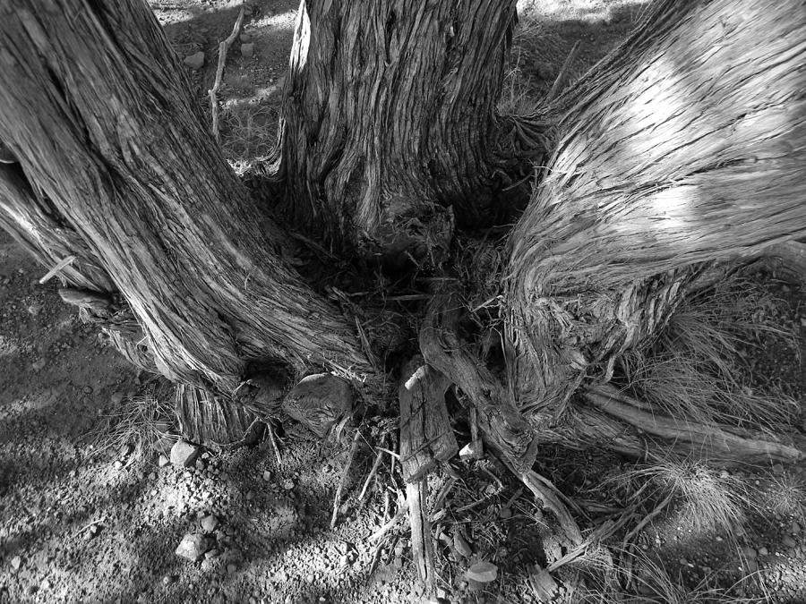 Tree Split Photograph by Sherry Beagle - Fine Art America
