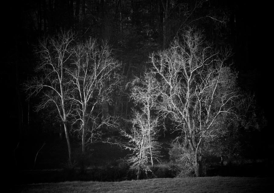 Tree Stand Photograph by Michael L Kimble - Fine Art America