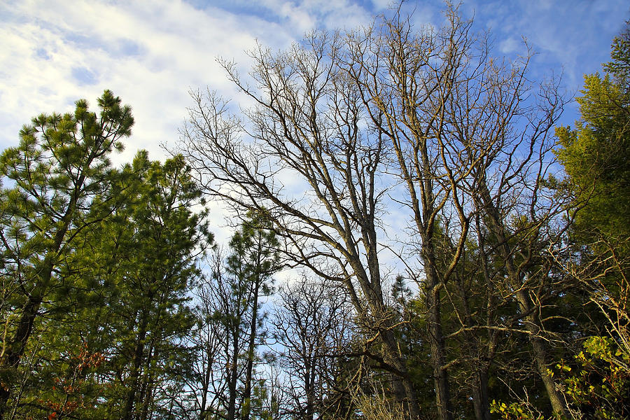 Tree Tops Photograph by Steve McKinzie - Fine Art America