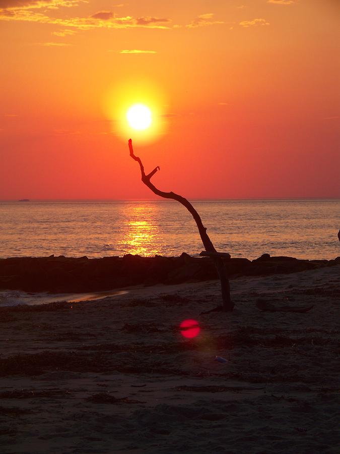 Tree Torch Photograph by Glenn McCurdy - Fine Art America