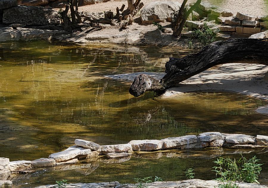 Tree Trunk Creature Photograph by Roy Williams - Fine Art America