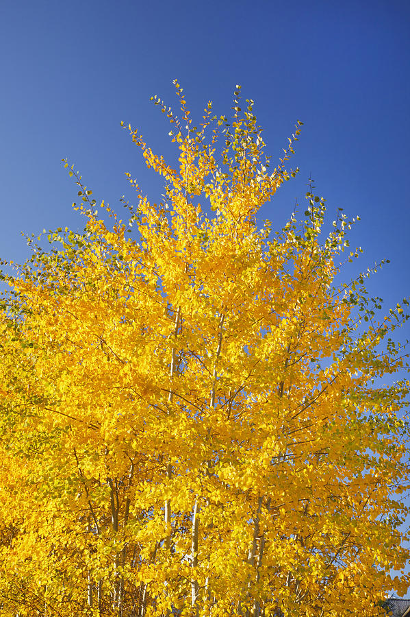 Tree With Golden Foliage In Autumn Photograph by Craig Tuttle - Fine ...
