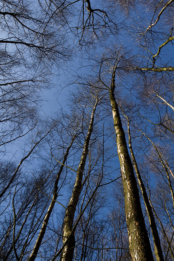 Trees in Epping Forest Photograph by David Pyatt