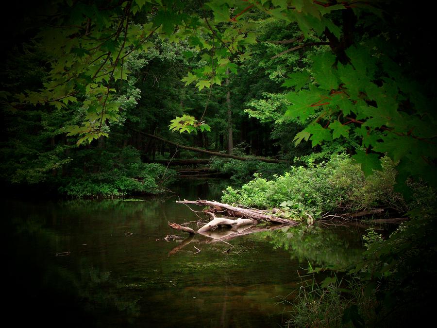 Trees Photograph by Michael L Kimble - Fine Art America