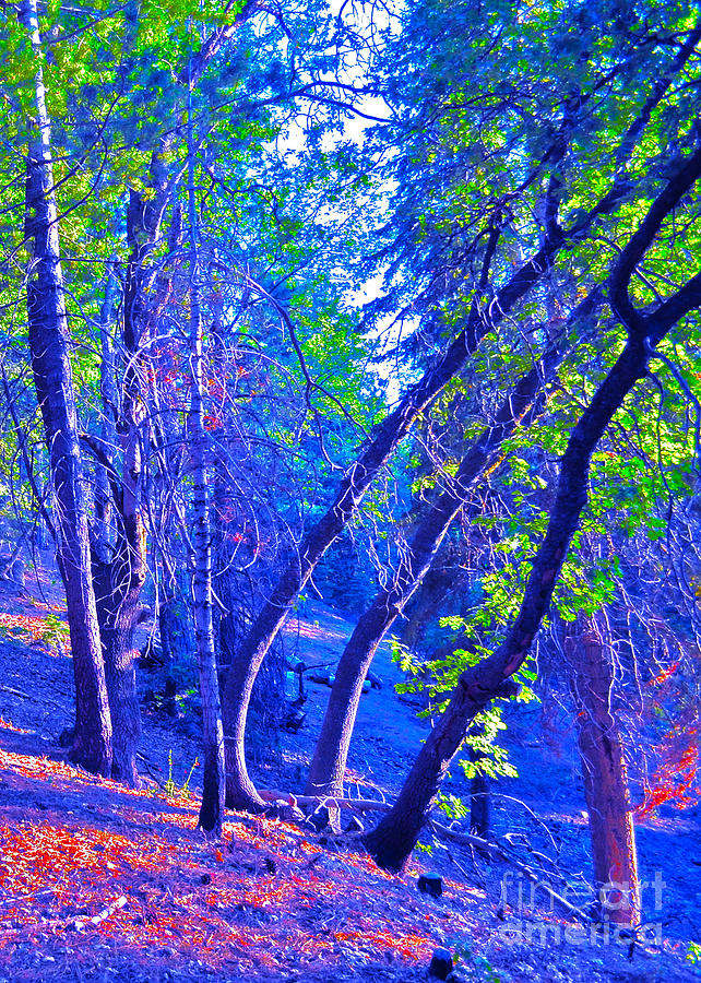 Trees on a Slope Photograph by Maynard Smith - Pixels
