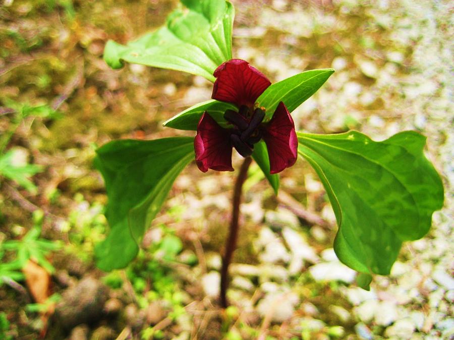 Trinity Flower Photograph by Bryan Wulf - Pixels