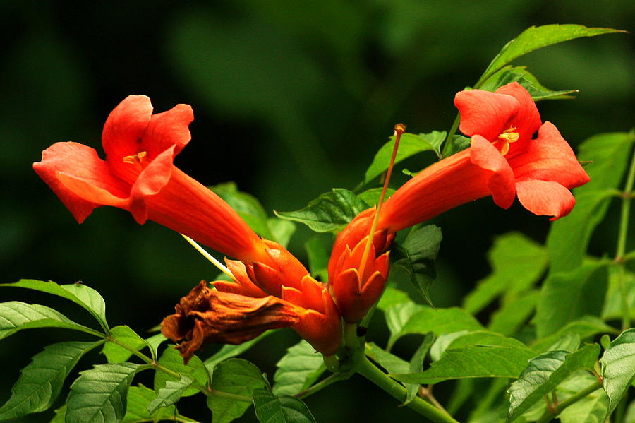Trumpet Creeper Photograph by Mark Codington - Pixels