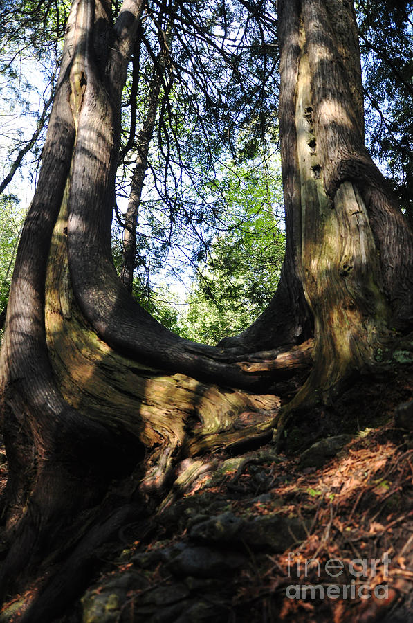 Trunks Intertwined Photograph by Ginger Harris - Pixels