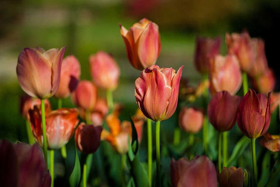 Tulip Array Photograph by Gene Hilton - Fine Art America