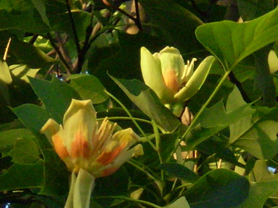 Tulip Tree Photograph by Eric Johnson | Pixels