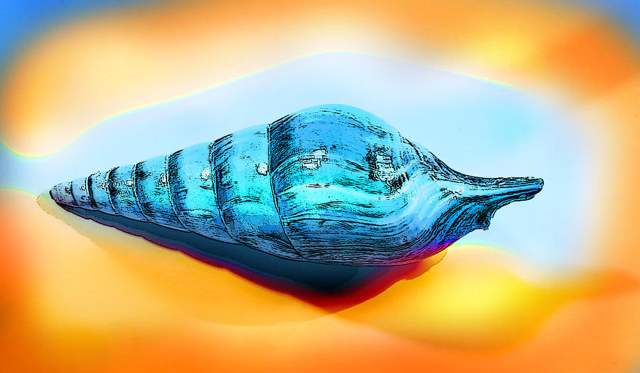 Turrid Shell Photograph by John Puckett | Fine Art America