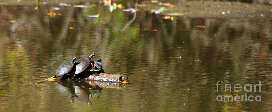 Turtle climb Photograph by Optical Playground By MP Ray | Fine Art America