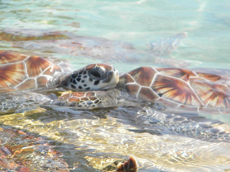 Turtle Love Photograph by Stacey Robinson - Fine Art America