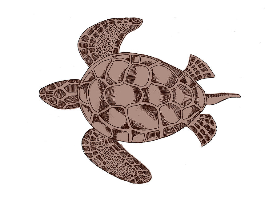 Turtle Drawing by Jessica Rost - Fine Art America