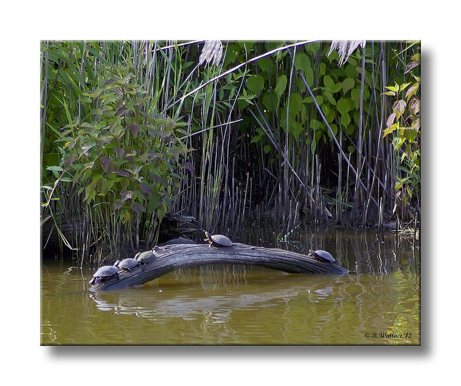Turtles On A Log Photograph by Brian Wallace - Fine Art America