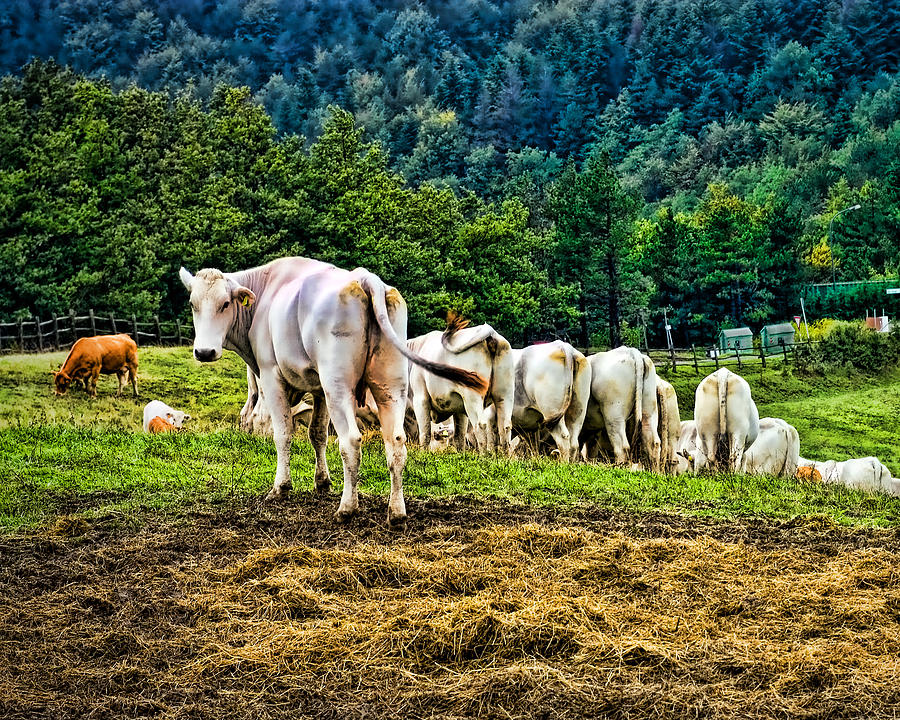 Tuscan Cows Photograph by Anthony Tilli - Pixels