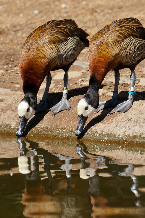 Twins Photograph by Chris Beveridge - Fine Art America