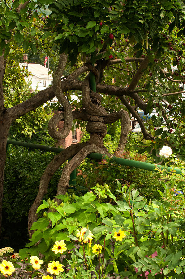 Twisted Tree Photograph by Paul Mangold - Fine Art America