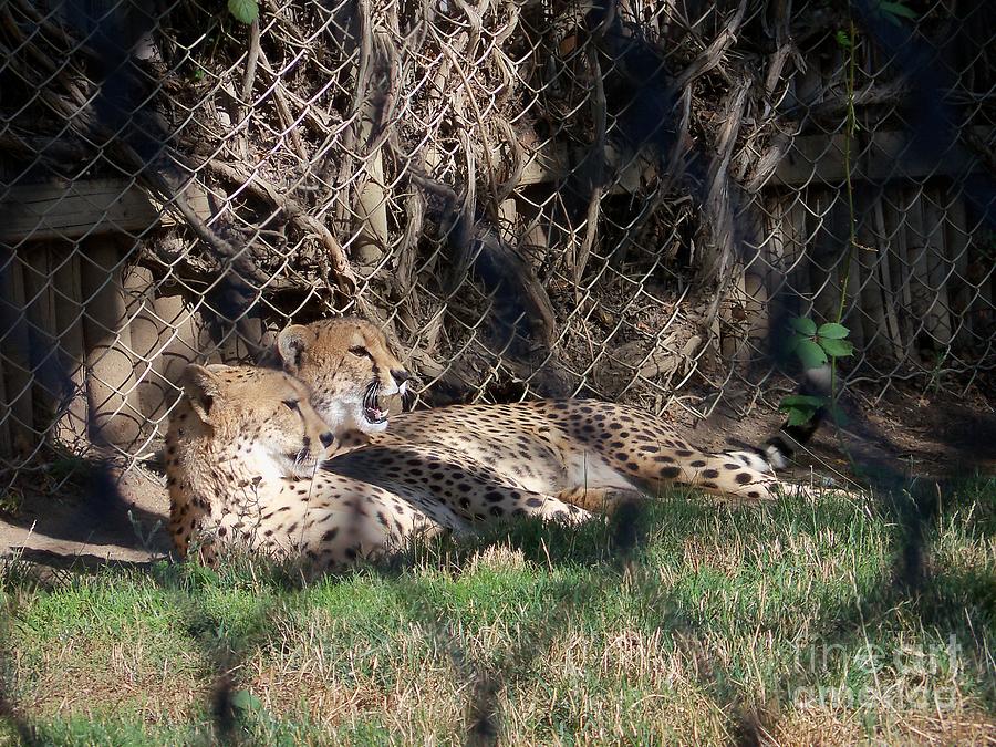 Two Cheetahs Photograph by Lorrie Bible - Pixels