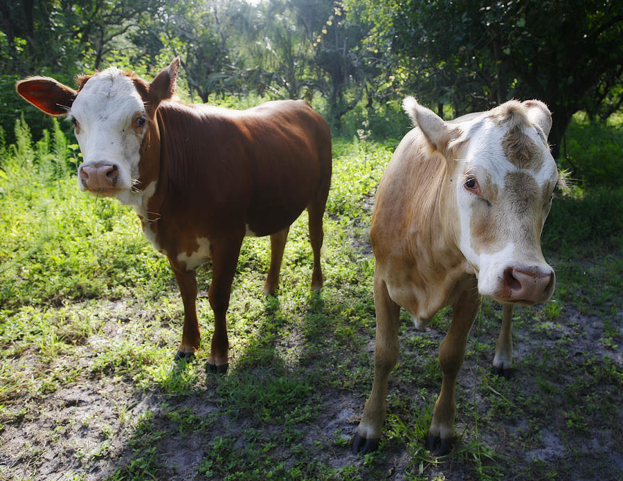 Two Cows Photograph by Federico Arce - Fine Art America