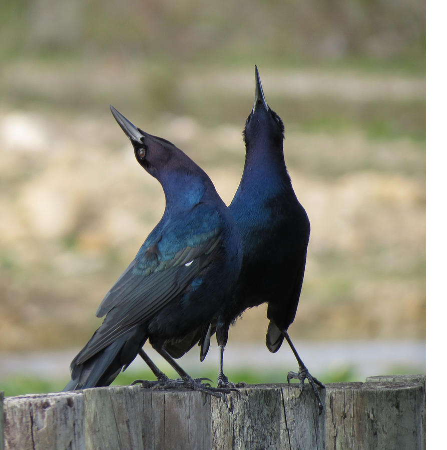 Two Crows Photograph by Vijay Sharon Govender - Fine Art America