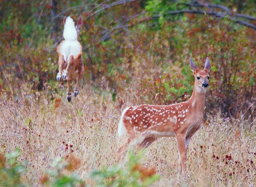 Two Fawns Photograph by William Flexhaugh - Fine Art America