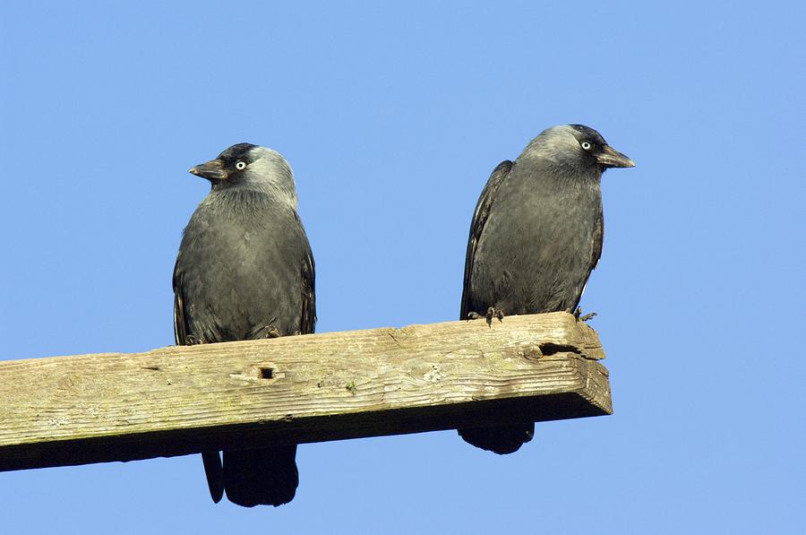 Two Jackdaws by Science Photo Library