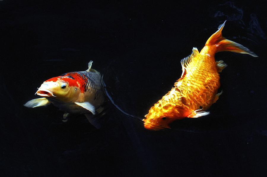 Two Koi Photograph by Don Mann - Pixels