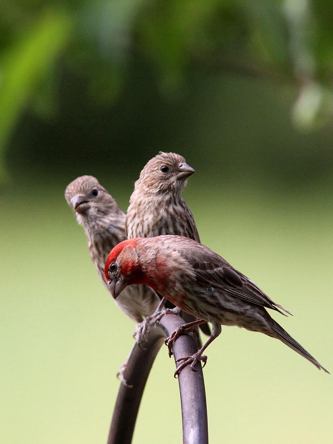 Two Offspring Photograph by Travis Truelove - Fine Art America