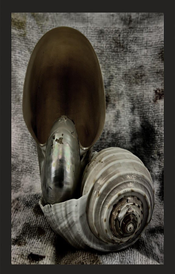 Two Shells Photograph by Dennis Weiser - Fine Art America