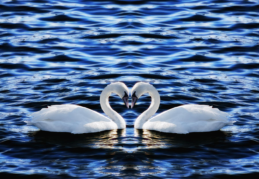 Two swans Photograph by Igor Sinitsyn - Fine Art America