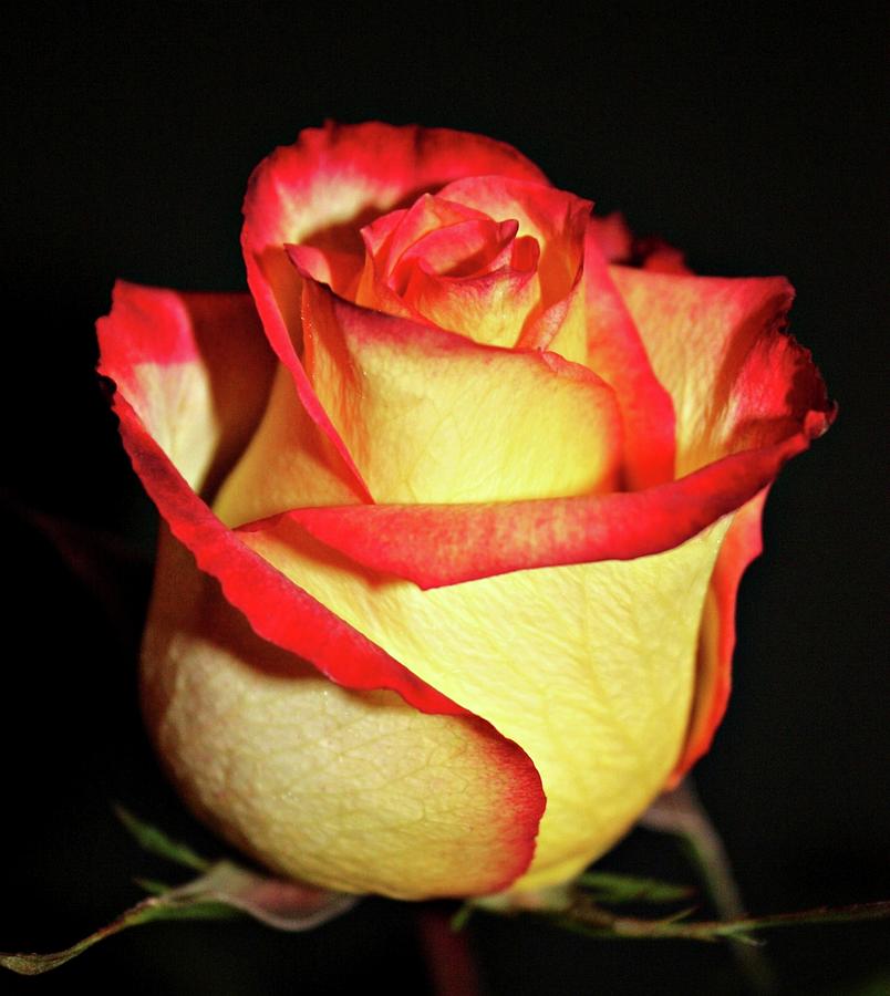 Two Tone Rose by Cathie Tyler