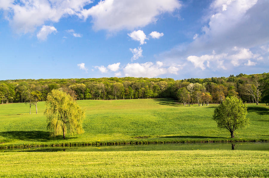 Two Trees Photograph by Frank Burnside - Fine Art America